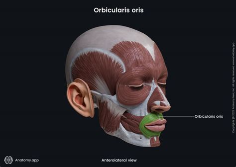 Orbicularis Oris Anterolateral View Anatomy App