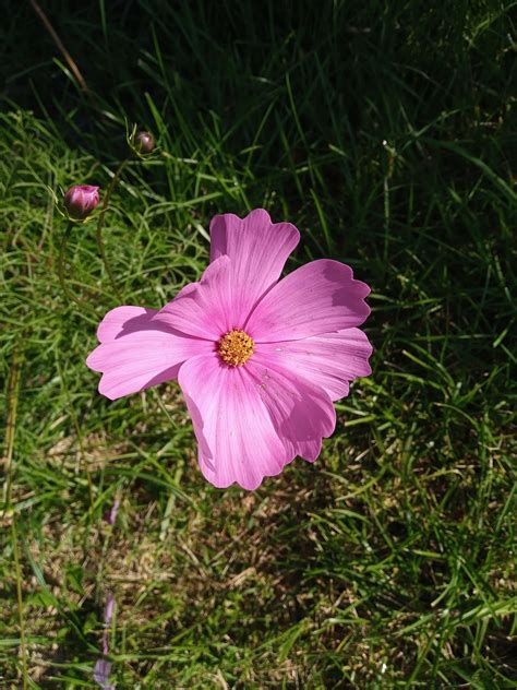Flower Natura Free Photo On Pixabay Pixabay