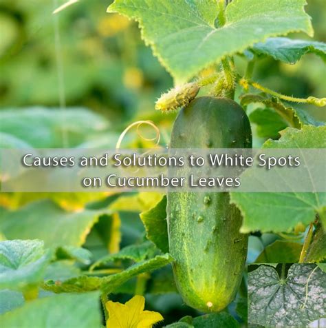 Causes And Solutions To White Spots On Cucumber Leaves