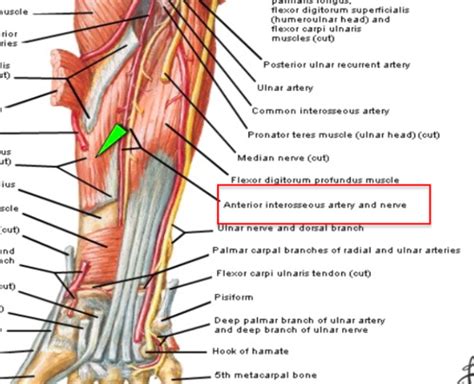 Pnstx 400 Median Nerve Flashcards Quizlet