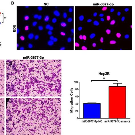 Down‐regulated Mir‐3677‐3p Inhibits Metastasis Invasion And