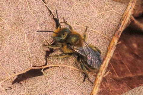 Exploring The Mason Bee Life Cycle Backyard Beekeeping