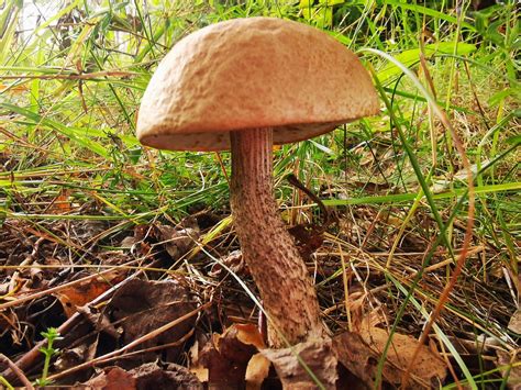 Mushroom Grass Summer Free Photo On Pixabay Pixabay