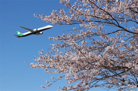 საკურა აყვავდა ფოტოები Avianews Ge