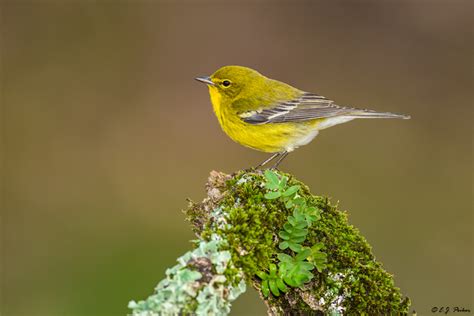 Pine Warbler Page
