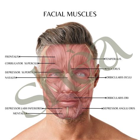 Facial Muscles Anatomy Poster Male Labeled And Unlabeled Versions For