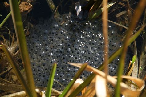 Novel Reproductive Behaviours In Amphibians Inside Ecology