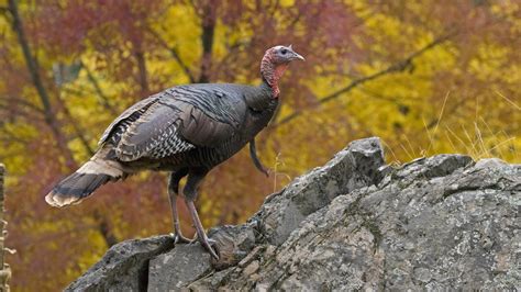 Turkey Bird Wildlife Thanksgiving Nature Wallpapers Hd Desktop