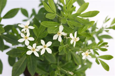 Choysia Ternata Shrubs Hedge Xpress