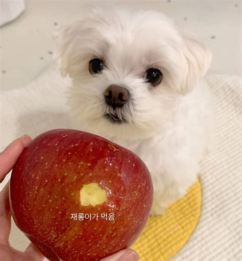 재롱이가 한입 먹은 사과  인스티즈 Instiz 이슈 카테고리