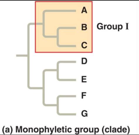 Evolutionary Trees Flashcards Quizlet
