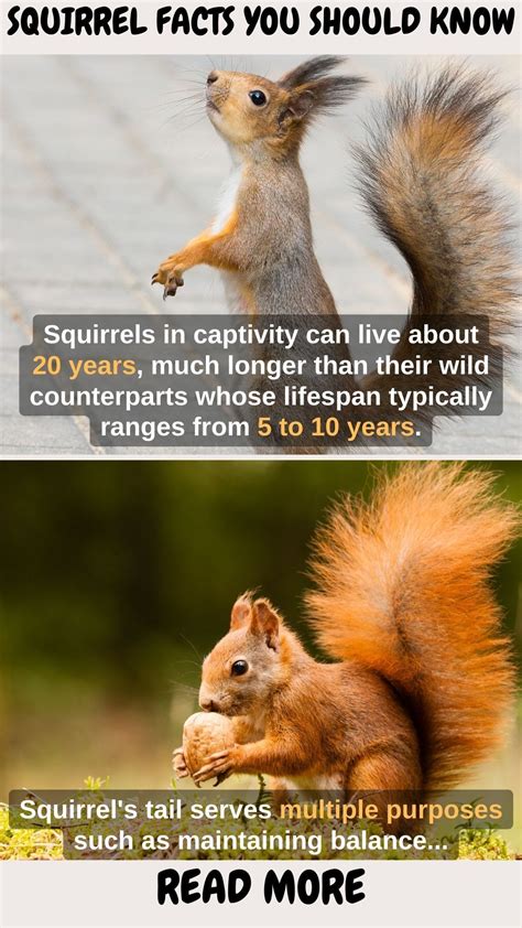Interesting And Fun Facts About Squirrels You Need To Know Artofit