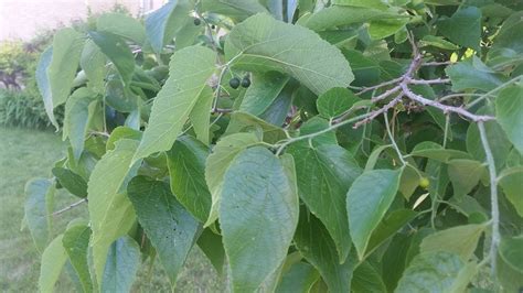 Celtis Hackberry — Handy Andys Nursery
