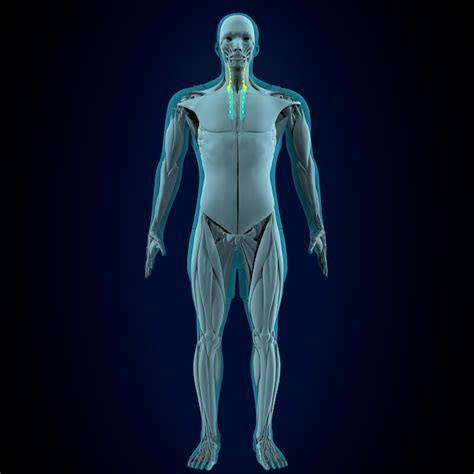 Premium Photo Human Muscle Anatomy System