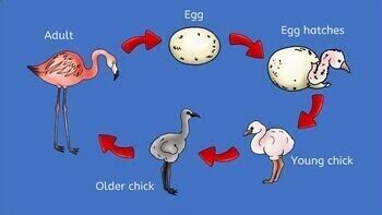 Flamingo Life Cycle Google Slides Presentation Slide Show Tpt
