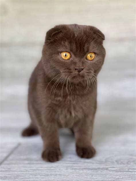 15 Stunning Scottish Fold Cat Colors You Have To See To Believe
