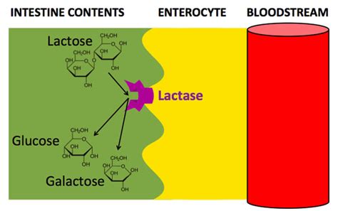 Lactase Enzyme Function Source Lactase Deficiency And Treatment