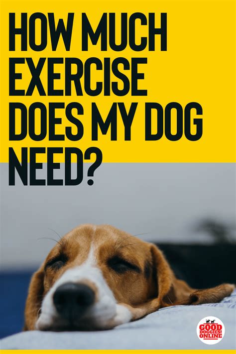 How Much Exercise Does My Dog Need Exercise For Your Dog Is Important