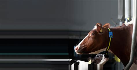 Allflex Monitoring En Identificatie Benelux