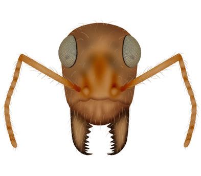 Honey Pot Ant Myrmecocystus Sp Facts Identification