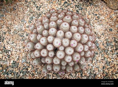 Silken Pincushion Cactus Mammillaria Bombycina Cactaceae Ornamental