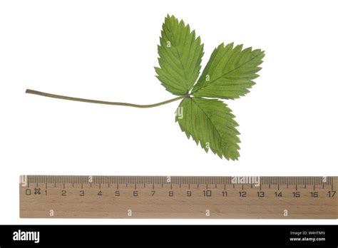 Erdbeere Wald Cut Out Stock Images And Pictures Alamy