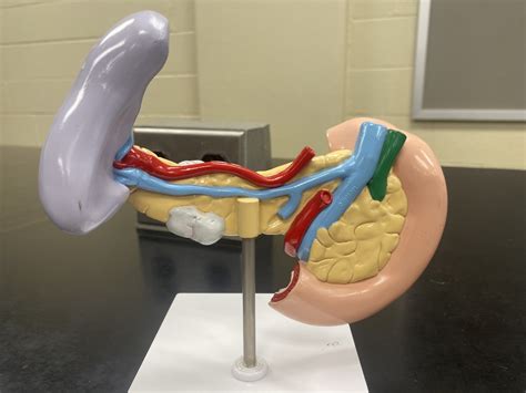 Pancreas Model Posterior Diagram Quizlet