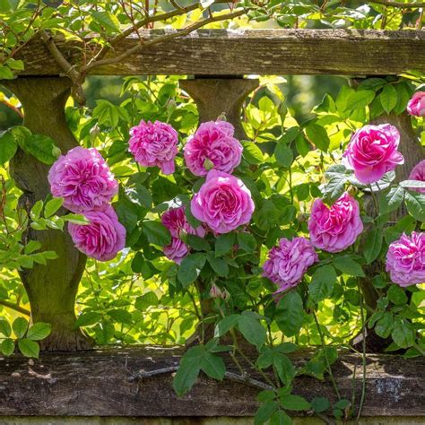 Golden Wedding Floribunda David Austin Roses
