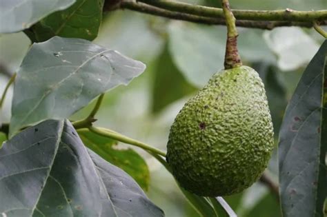 Average Avocado Yield Per Tree What To Expect 🐝
