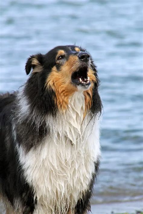 How To Teach A Dog To Bark On Command Follow These Easy Methods