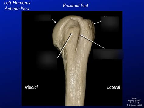 Left Humorous Proximal End Diagram Quizlet