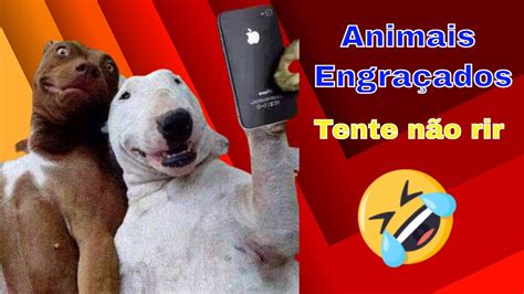 animais engraçados tente não rir nivel hard shorts YouTube