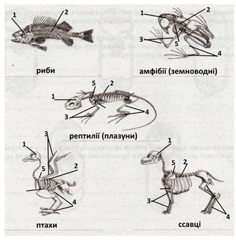 Визначте спільні елементи будови зображених скелетів Зробіть позначення на малюнках · Череп