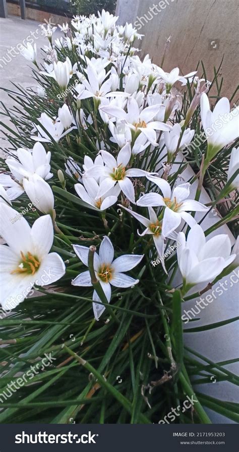 80 Imágenes De Aytumn Imágenes Fotos Y Vectores De Stock Shutterstock