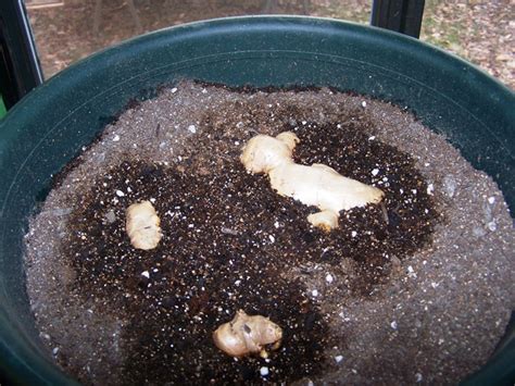 How To Grow Ginger Indoors