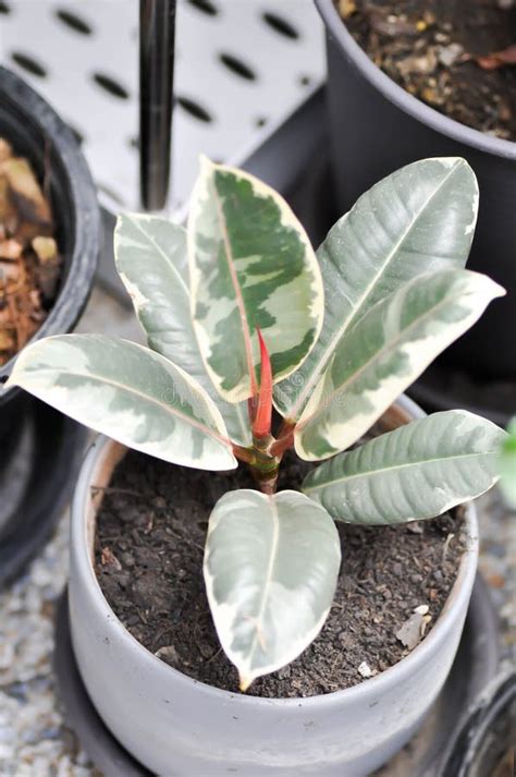 Decora Tree Indian Rubber Tree Or Rubber Plant Or Variegated Indian