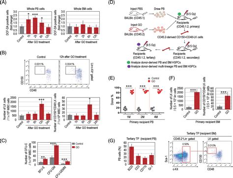 Glucose Oxidase Induces Mobilization Of Long‐term Repopulating Hematopoietic Cells In Mice So