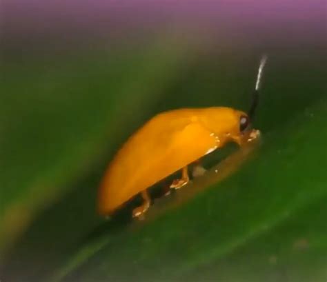 Dancing Bug Is Dancing R Adventuretime