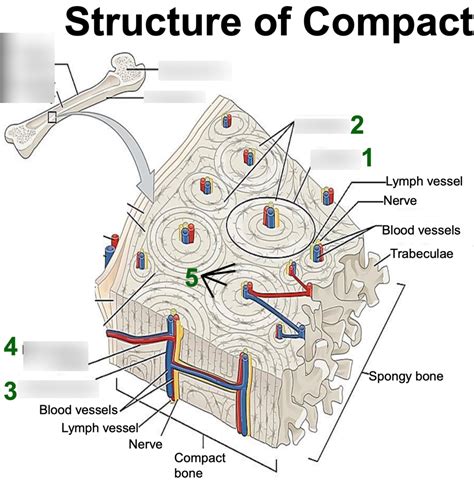 Compact Bone Structure Diagram Quizlet