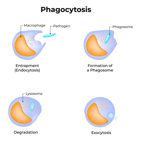 Фагоцитоз Макрофаги Патоген Заманивание Деградация Экзоцитоз