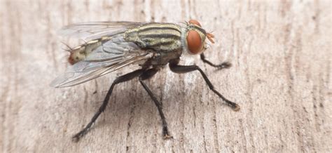 How To Get Rid Of Cluster Flies Pest Issues By Fantastic Services