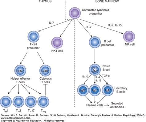 Immunity Infection And Inflammation Basicmedical Key
