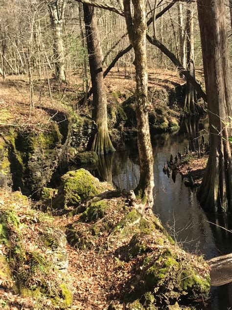 Island Creek Nc Coastal Land Trust