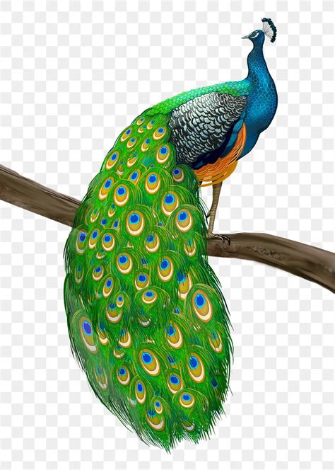 Peacock Png Images Free Photos Png Stickers Wallpapers