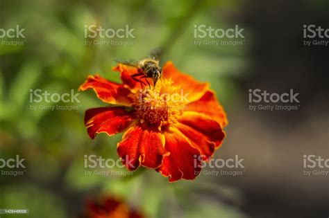 꿀벌 Apis Mellifera Forager는 나비 잡초 Asclepias Tuberosa Closeup의 오렌지 꽃에서