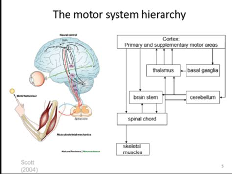 The Mirror Neuron System Flashcards Quizlet