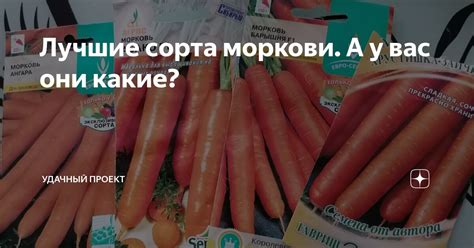 Лучшие сорта моркови. А у вас они какие? | уДачный проект | Дзен