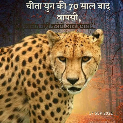 Cheetas Are Back In India Rindianews