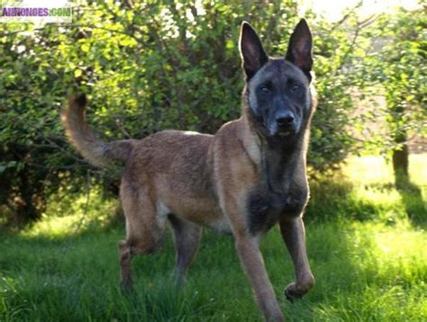 Chiots Malinois LOF