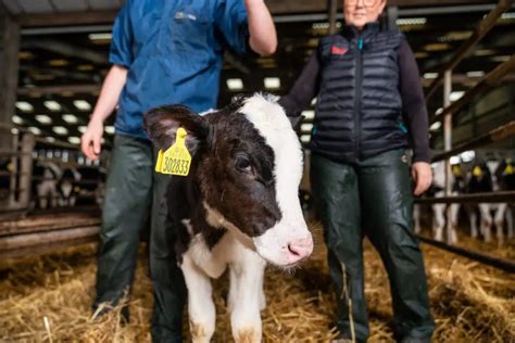 Farm Ultrasound Imv Imaging